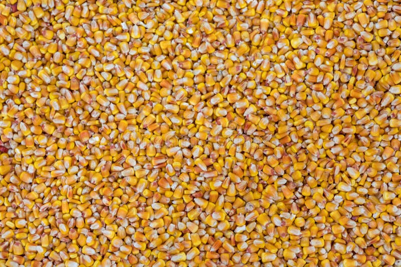 Corn kernels stock photo. Image of snack, pattern, maize - 1137416