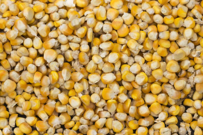 Corn kernels in close-up. stock photo. Image of grain - 47567920
