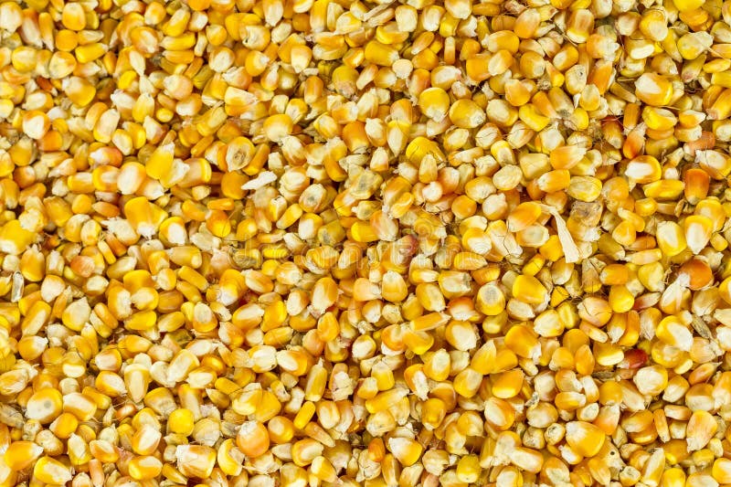 Corn Kernels in Colombia S Traditional Market Stock Image - Image of ...