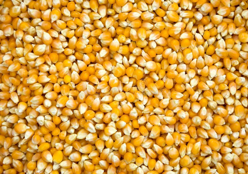 Corn Kernels for Consumption. Stock Photo - Image of sweetcorn, popcorn ...