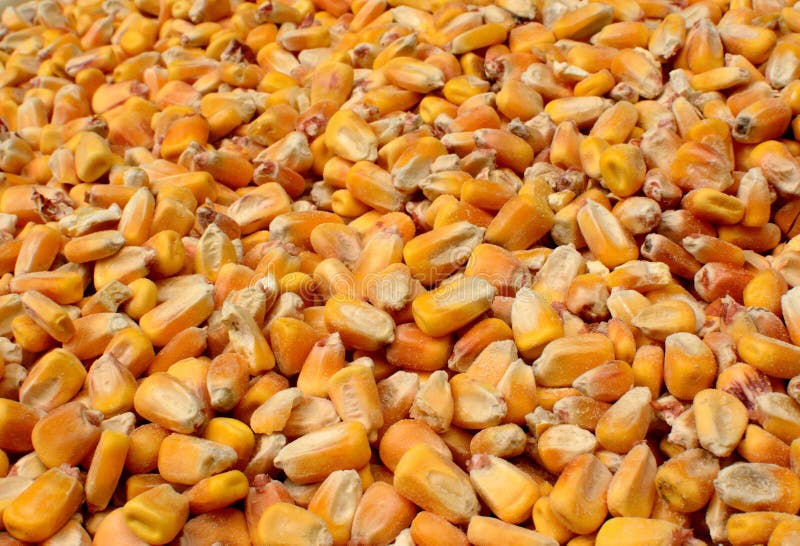 Corn kernels stock photo. Image of yellow, food, beans - 62065356