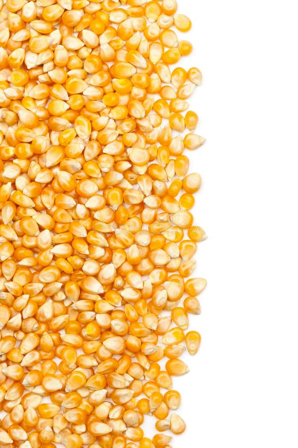Corn kernels stock photo. Image of healthy, yellow, loose - 34888502