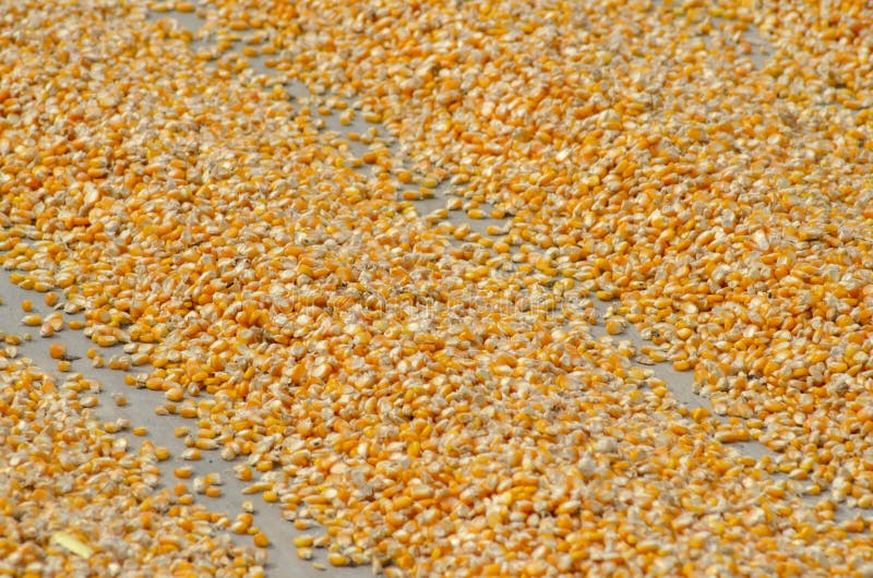 563 Bunch Corn Kernels Stock Photos - Free & Royalty-Free Stock Photos ...