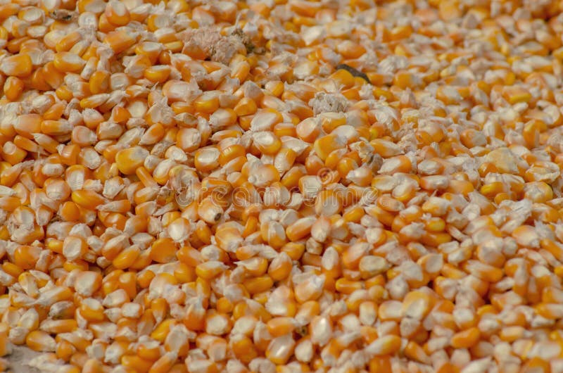 Corn Kernels Drying on Cement Floor Stock Image - Image of quality ...