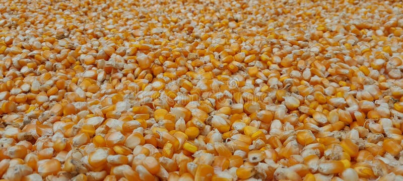 Corn Kernels are Drying. Close Up Capture of Yellow Corn Stock Image ...