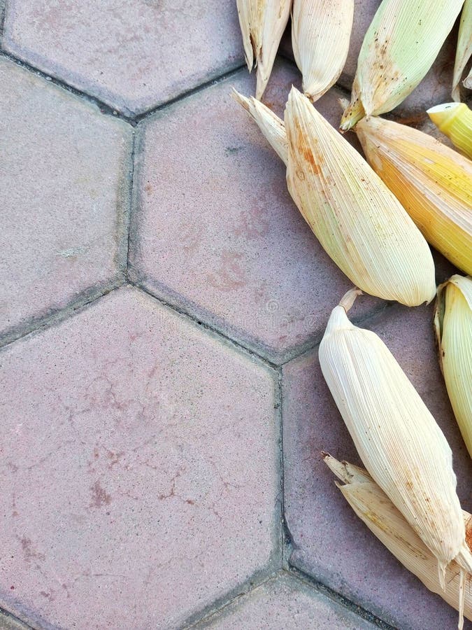 Corn Kernels Drying on the Floor Stock Image - Image of corn, drying ...