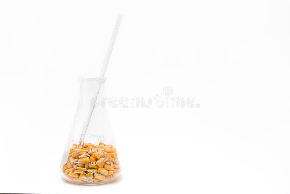 Corn Kernels in an Erlenmeyer Flask with a Stirring Rod Stock Image ...