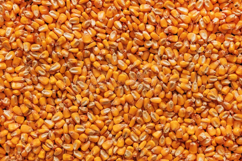 Corn Kernels Heap, Harvested Cereal Crop As Background Stock Image ...
