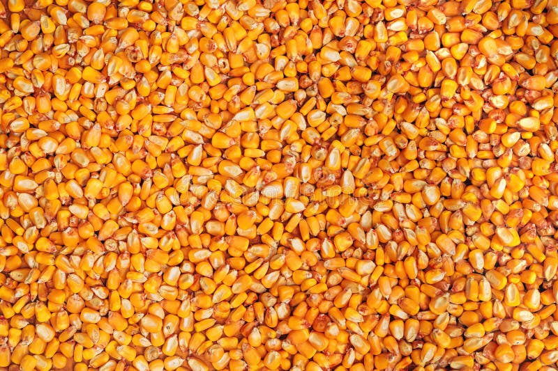 Corn kernels stock image. Image of cereal, grain, nature - 27161449
