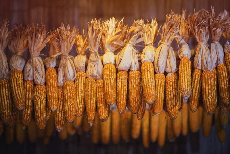 Corn Kernels of Maize in the Farmers Warehouse after Harvest Stock ...