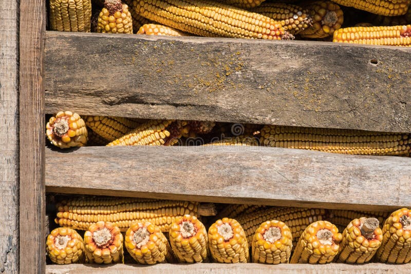 Corn kernels in old grange stock image. Image of grain - 92543361