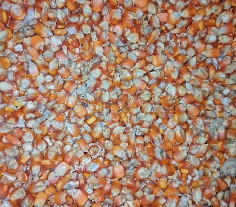 Corn Kernels that are Old and Orange in Color Stock Image - Image of ...
