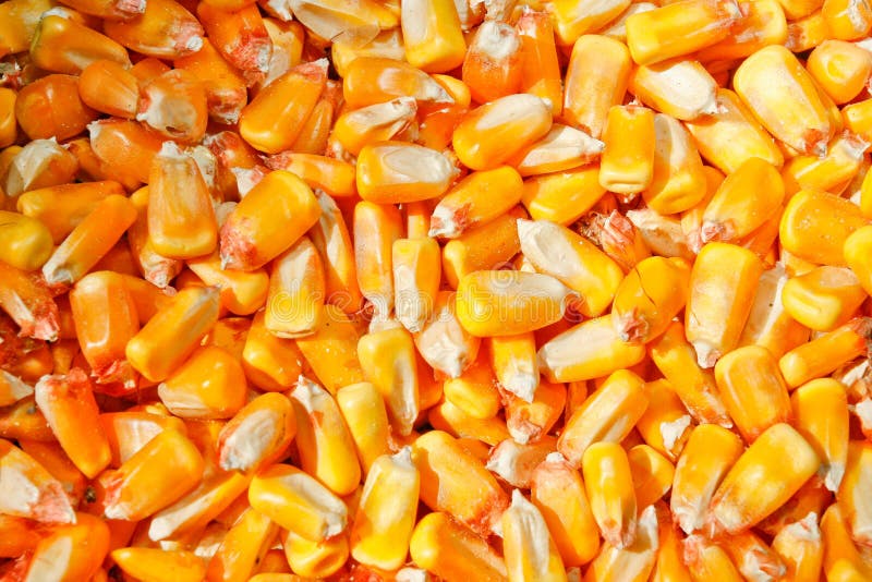 Corn kernels stock image. Image of nutrition, fall, biology - 31925249
