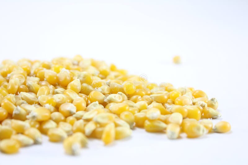 Corn kernels stock photo. Image of food, home, close - 105148212