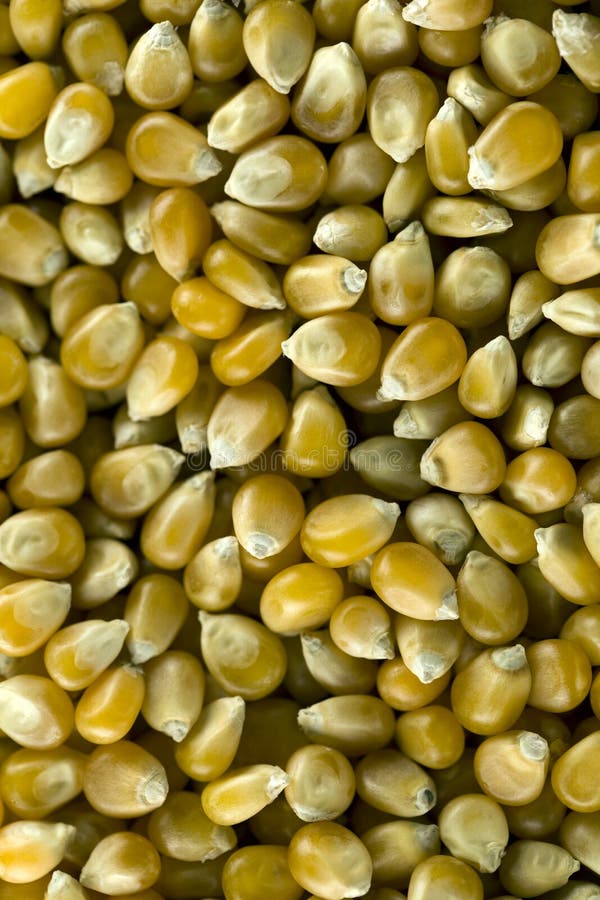 Corn kernels bio stock image. Image of cereals, fodder - 126521207