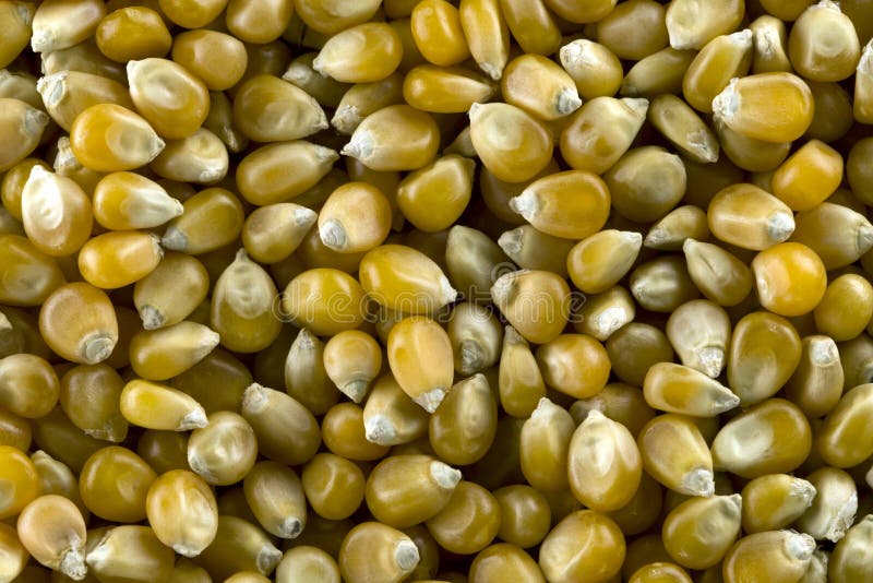 Corn kernels bio stock image. Image of cereals, fodder - 126521207