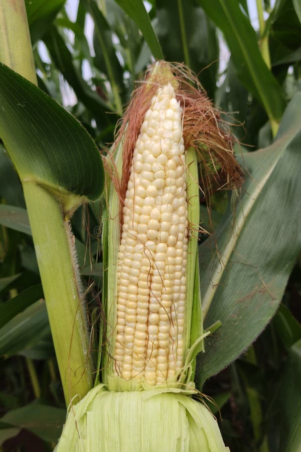 Corn with the Kernels Still Attached To the Cob on the Stalk in Organic ...