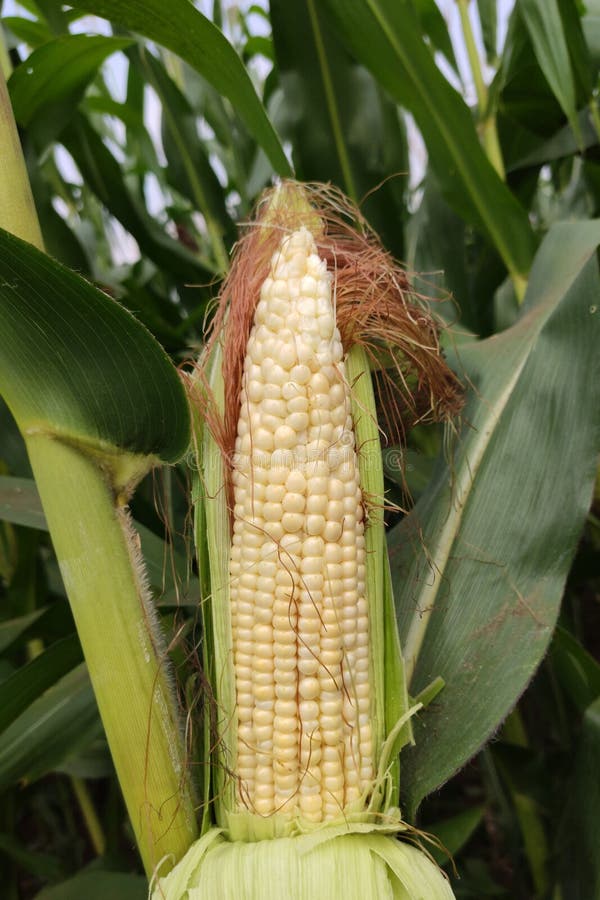 Corn with the Kernels Still Attached To the Cob on the Stalk in Organic ...