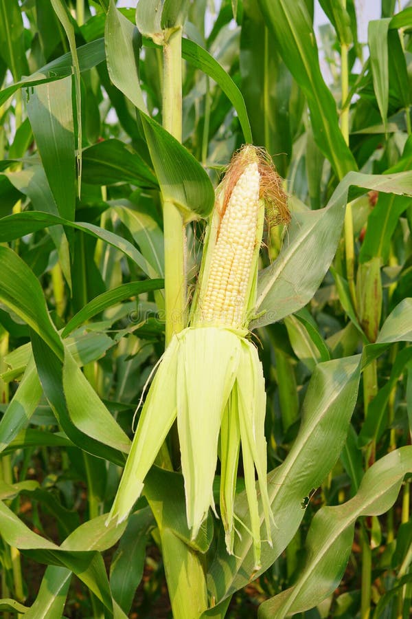 Corn with the Kernels Still Attached To the Cob on the Stalk in Organic ...