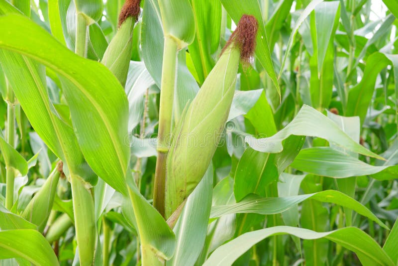 Corn with the Kernels Still Attached To the Cob on the Stalk in Organic ...