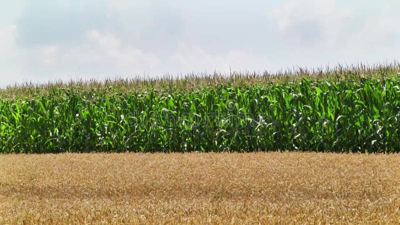 Corn Kernels on a Stump in the Field during the Filling Period Stock ...