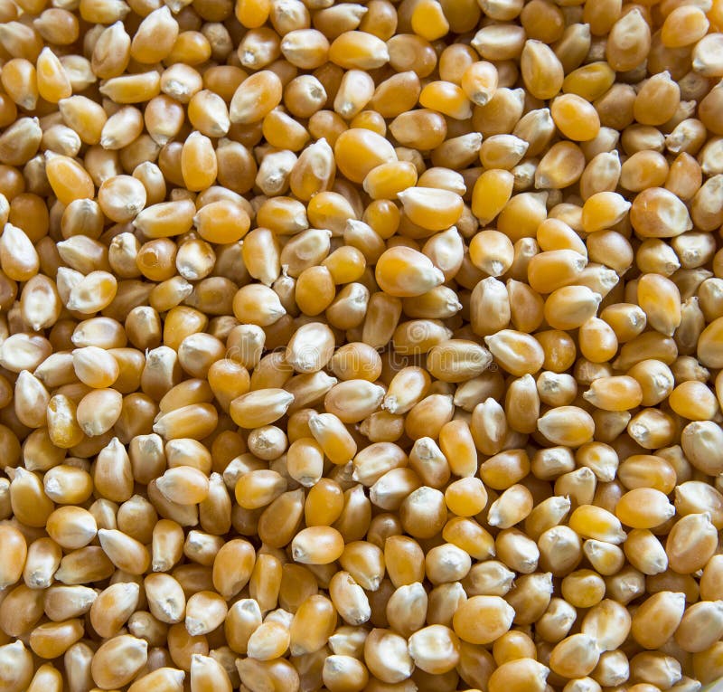 Corn kernels Texture stock photo. Image of pellet, kernels - 82831618