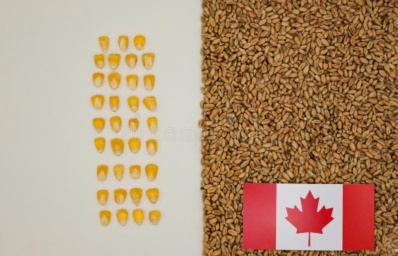 Corn Kernels and Wheat Grains. Canadian Flag. the Wheat Belt of Canada ...
