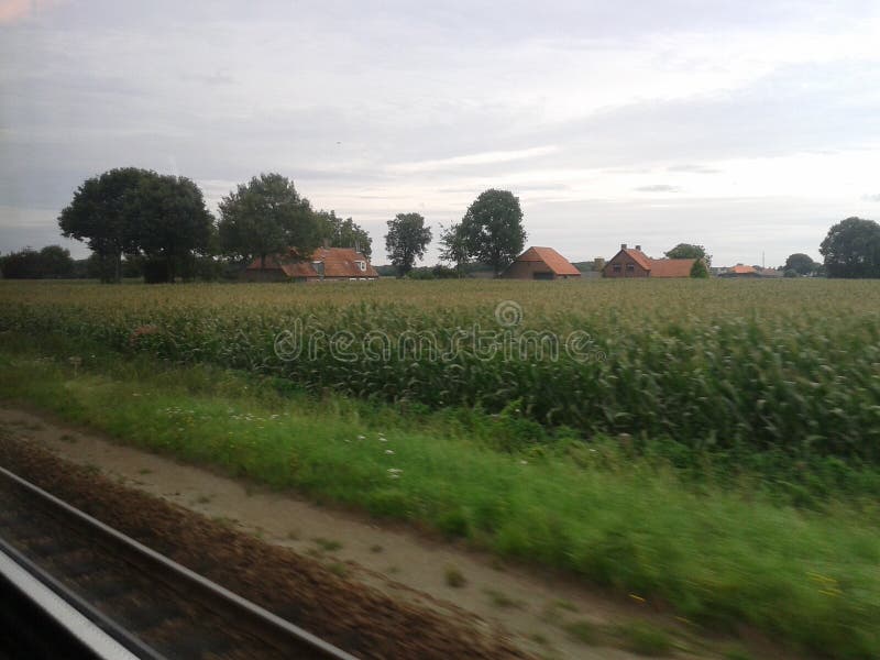 Corn land Belgium stock photo. Image of land, plant - 105215140