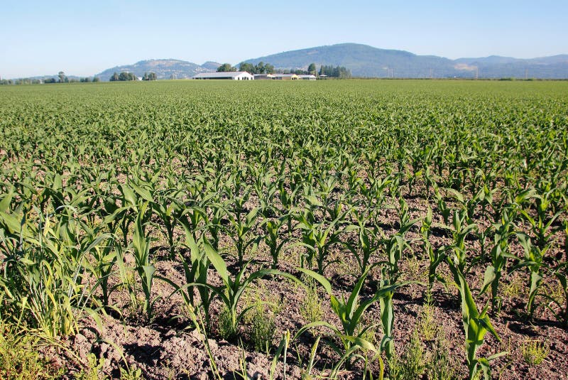 Corn Landscape stock photo. Image of green, growing, outdoor - 55153922