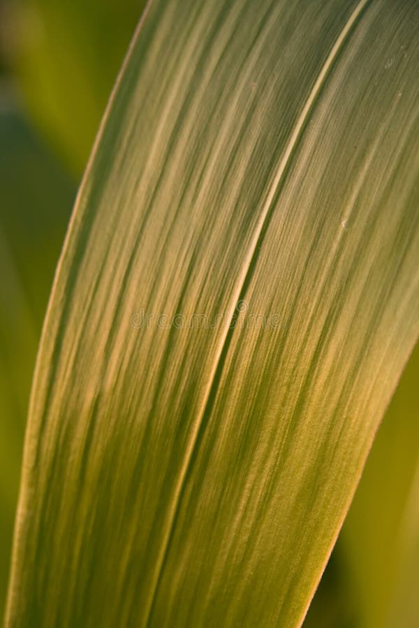 Corn leaf stock photo. Image of background, leaves, stalk - 10357020