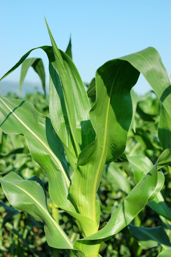 Corn leaf stock photo. Image of background, leaf, irrigation - 5566702
