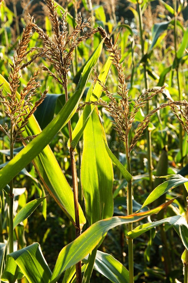 Corn leaf stock image. Image of country, detail, ground - 44436159
