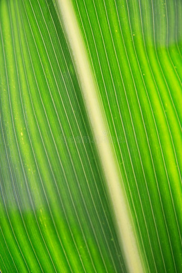 Corn Leaf close-up stock image. Image of flora, farming - 32184479