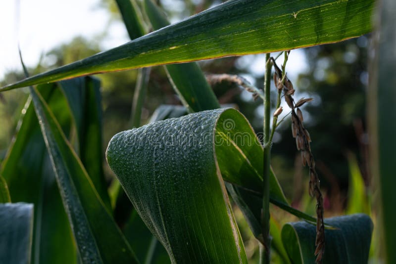 Corn Leaf Covered with Water Drops Stock Image - Image of farming, drop ...