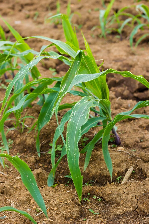Corn Leaf Damage by Insect and Worm Stock Photo - Image of damaged ...
