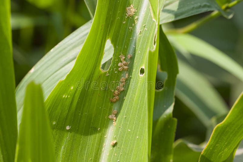 Corn Leaf Damaged by Fall Armyworm Spodoptera Frugiperda Stock Image ...