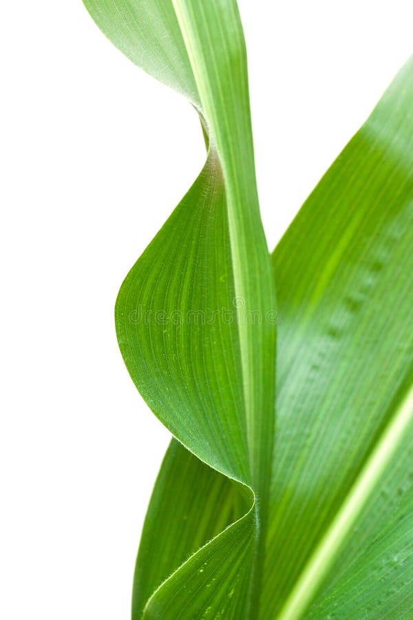 Corn Leaf ,isolated on White Stock Photo - Image of esthetics, curvate ...