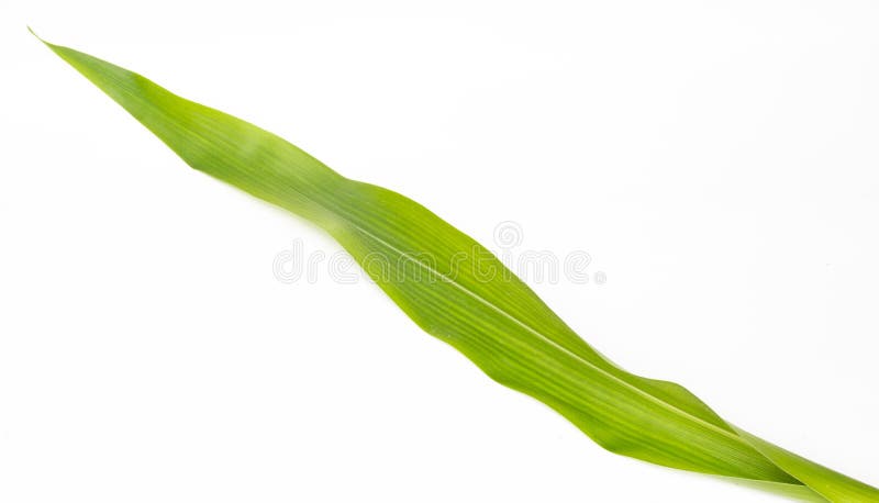 Corn Leaf ,isolated on White Background Stock Photo - Image of african ...