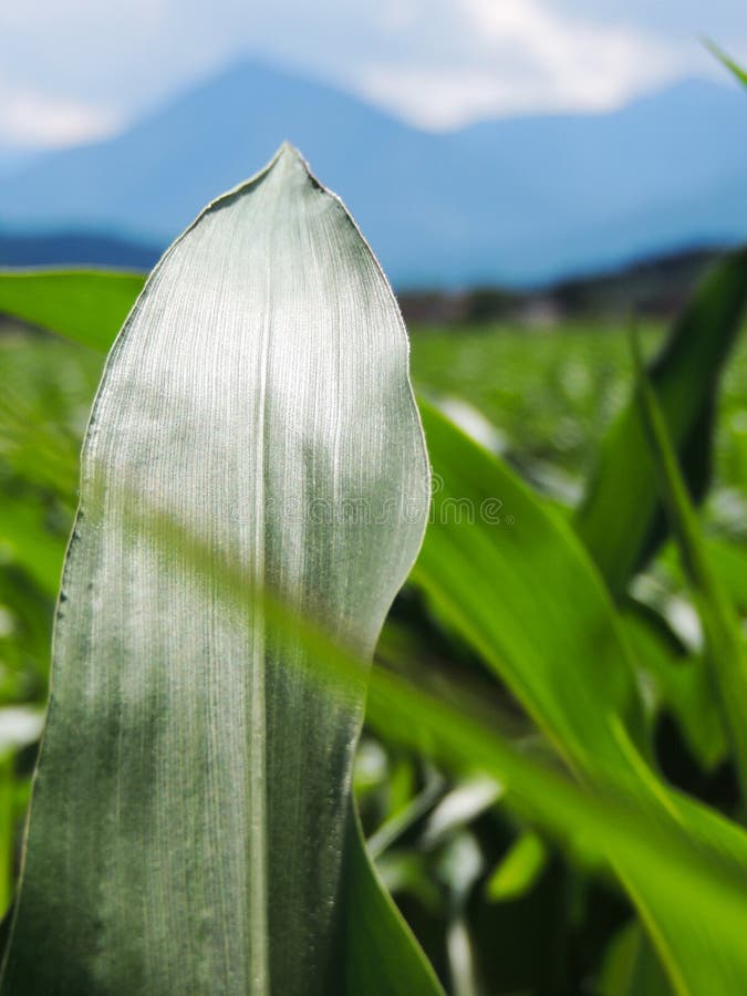 Corn leaf texture stock image. Image of grain, dirtied - 225283073