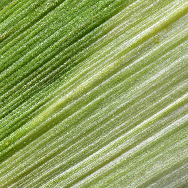 Corn leaf texture stock image. Image of close, macro - 28219397