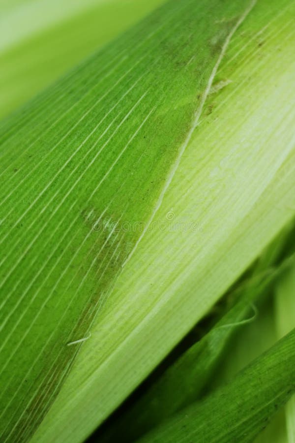 Corn Leaf Texture Abstract Background Stock Image - Image of color ...