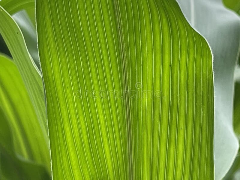 Big Corn Leaf Closeup Translucent Texture Stock Photos - Free & Royalty ...