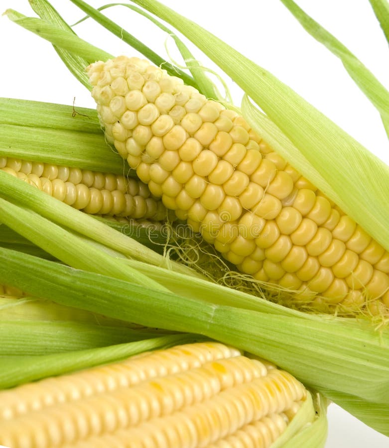 Corn with leaves stock photo. Image of grain, agriculture - 20629398