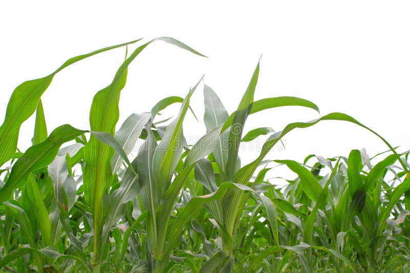 Corn leaves stock image. Image of cultivation, natural - 23617311