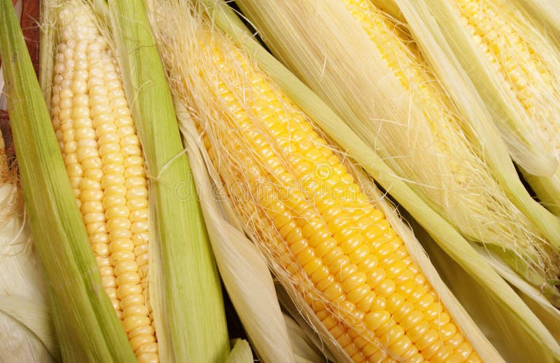 Corn with leaves stock image. Image of nice, corn, diet - 27554477