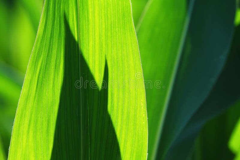 Corn leaves stock image. Image of corn, season, cornfield - 70205643