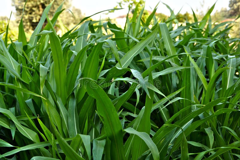 Corn Leaves stock photo. Image of plantation, maize, farming - 39169966