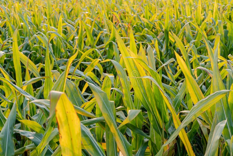 Corn Leaves on the Farm Full Grown Corn Stock Photo - Image of green ...