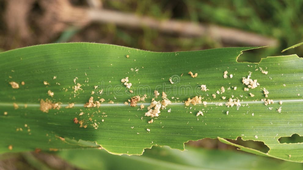 Corn Leaves are Gnawed by Pests Stock Image - Image of leaves ...