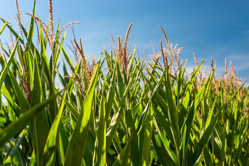 Corn Leaves Lit by the Sun on a Hot Summer Day with a Beautiful Blue ...